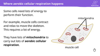 Presentation on aerobic cellular respiration.pptx