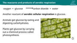 Presentation on aerobic cellular respiration.pptx