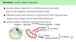 Presentation on aerobic cellular respiration.pptx