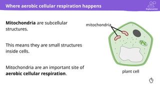Presentation on aerobic cellular respiration.pptx
