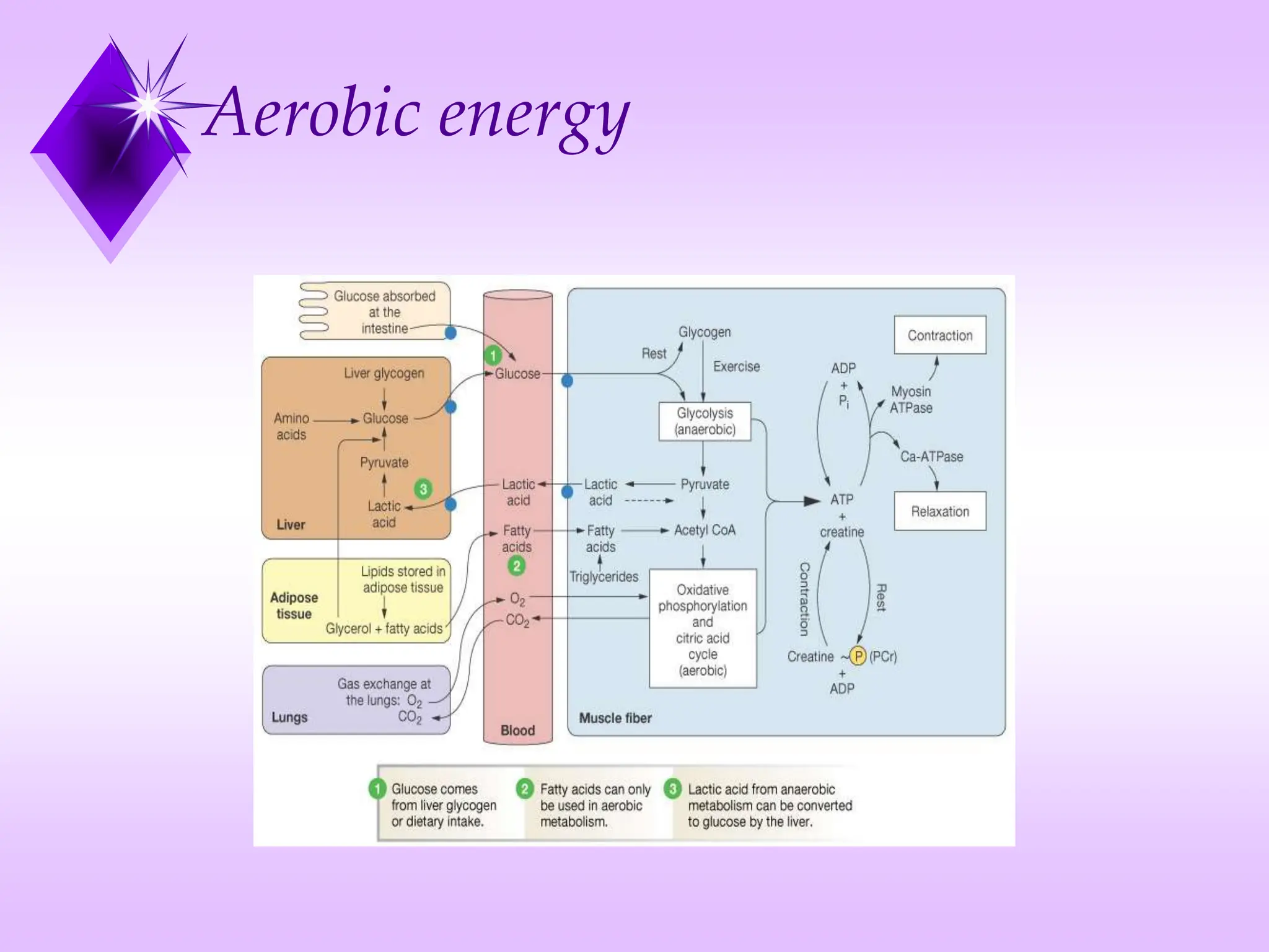 Aerobic Exercise for physiotherapy students | PPT
