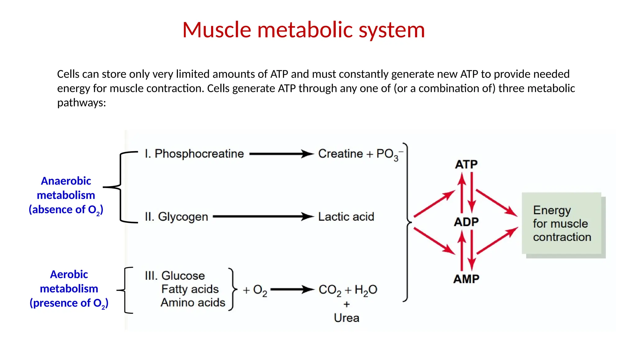 Aerobic process, an introduction to exercise mechanisms in human physiology | PPT