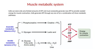 Aerobic process, an introduction to exercise mechanisms in human ...