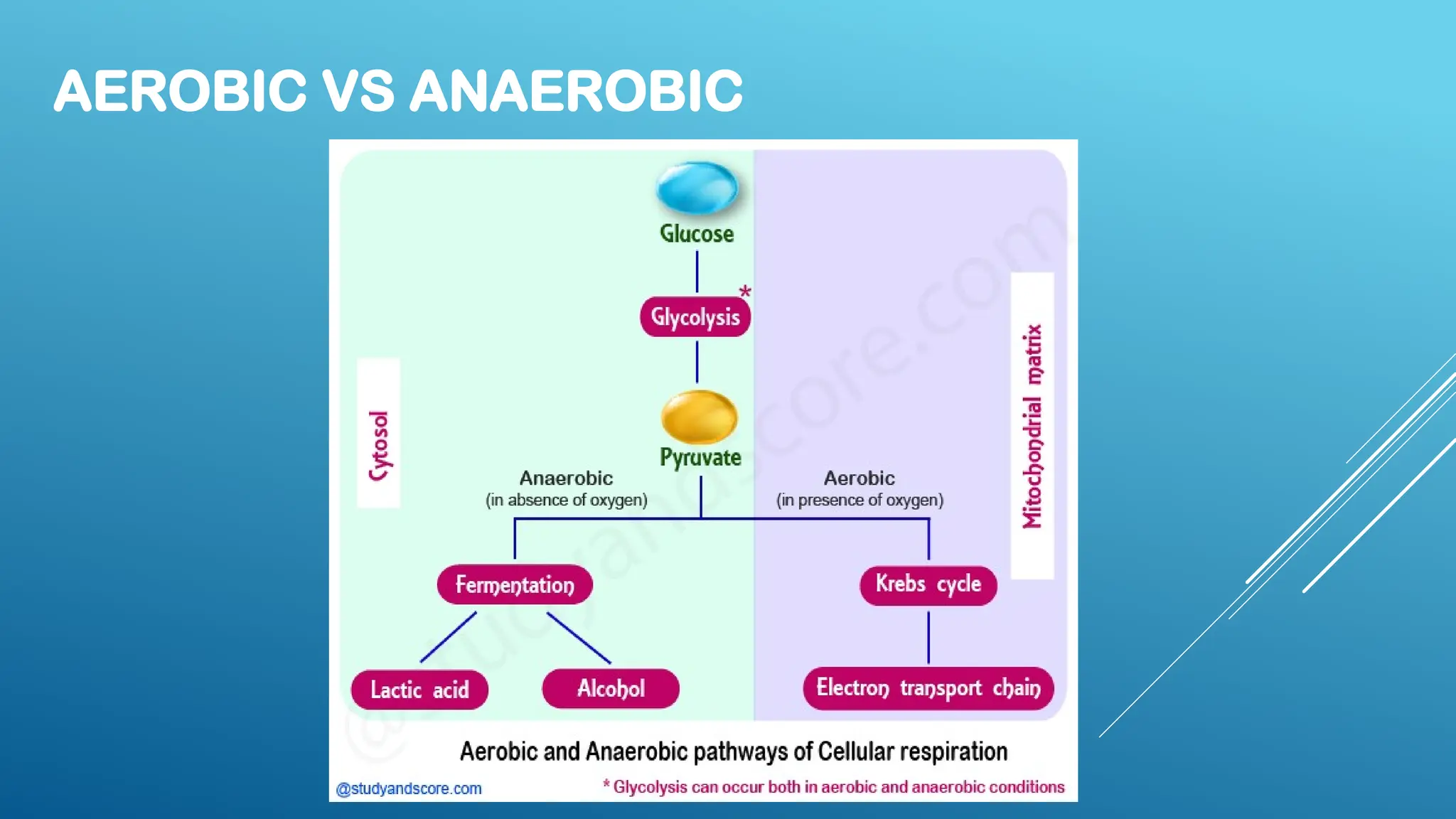 Introduction to the Aerobic metabolism.pptx