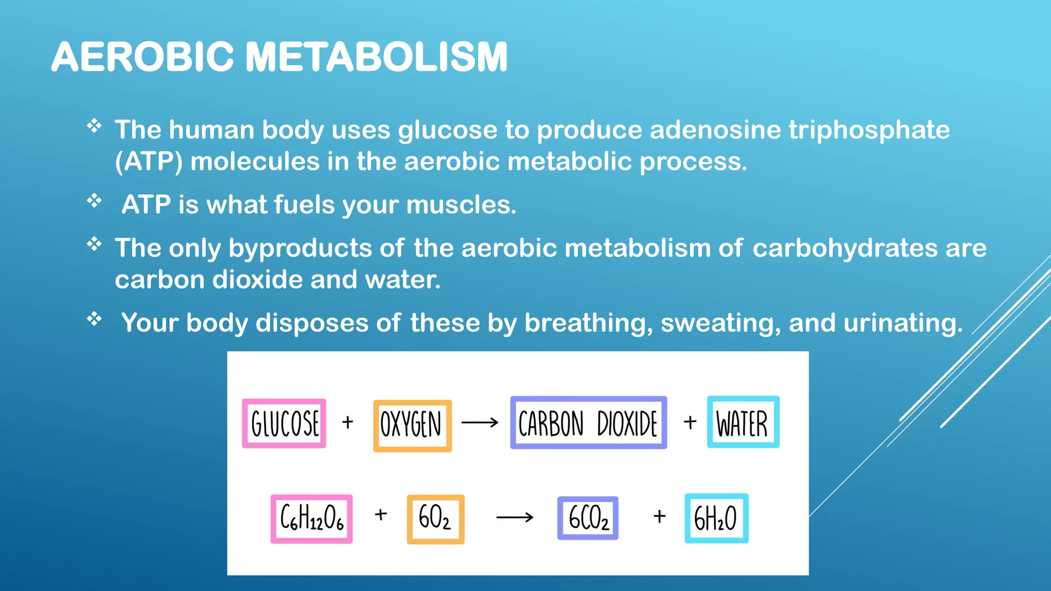 Introduction to the Aerobic metabolism.pptx