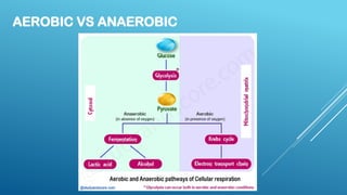 Introduction to the Aerobic metabolism.pptx