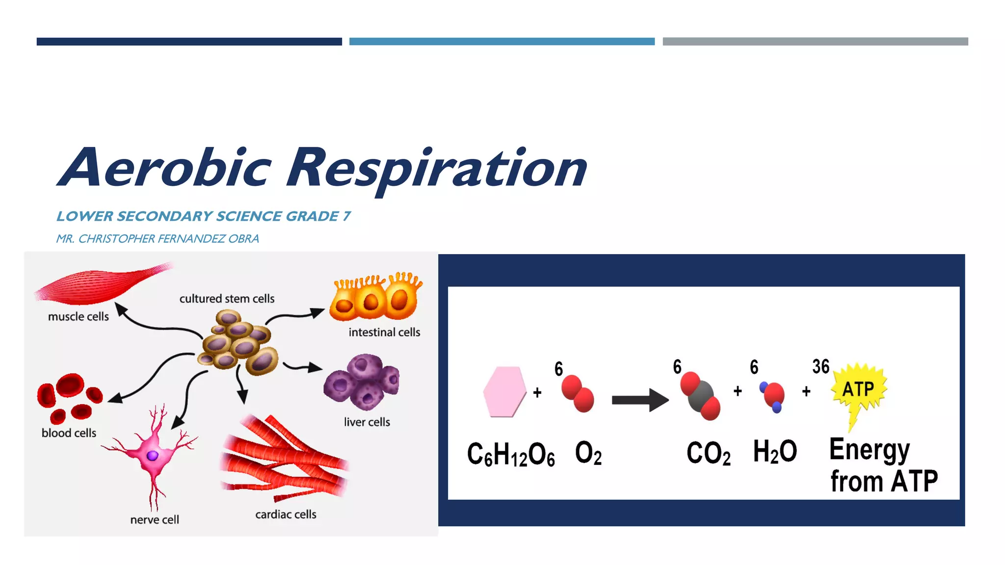 Aerobic Respiration.pptx.pdf