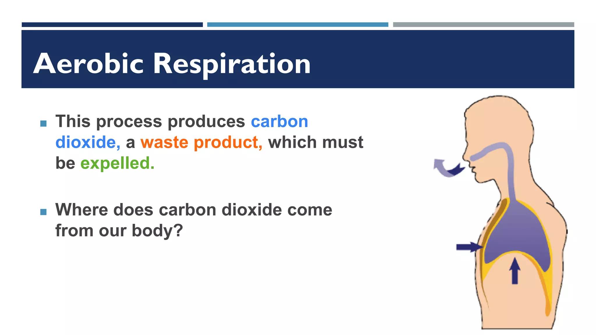 Aerobic Respiration.pptx.pdf