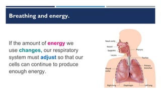 Aerobic Respiration.pptx.pdf