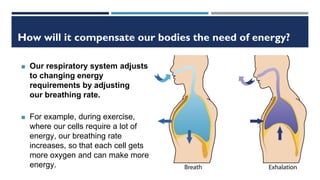 Aerobic Respiration.pptx.pdf