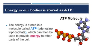Aerobic Respiration.pptx.pdf