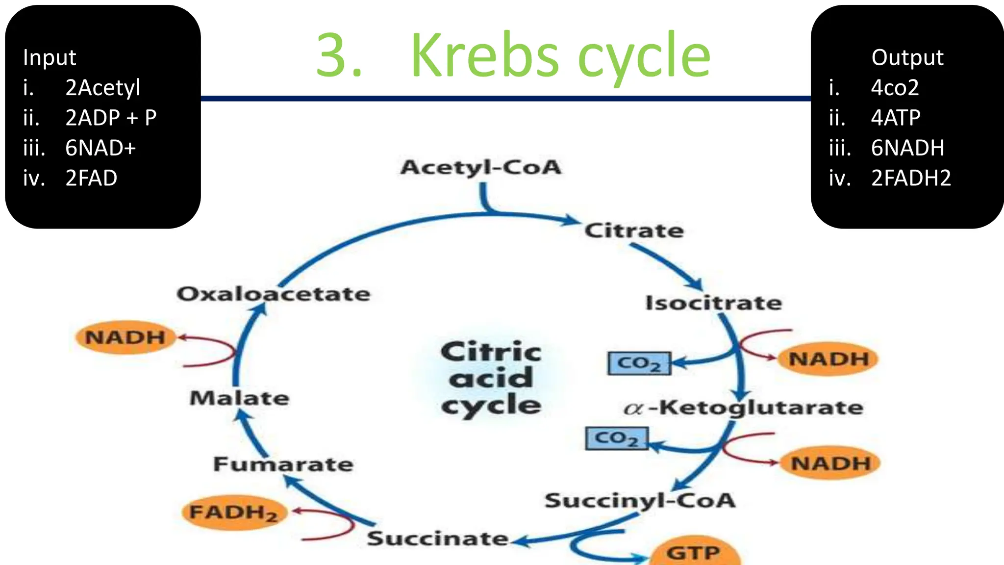 aerobic respiration.pptx