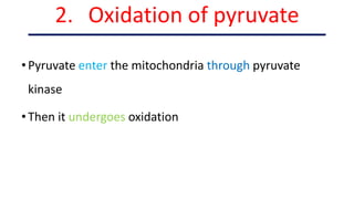 aerobic respiration.pptx