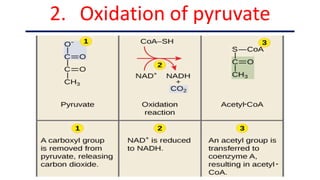 aerobic respiration.pptx