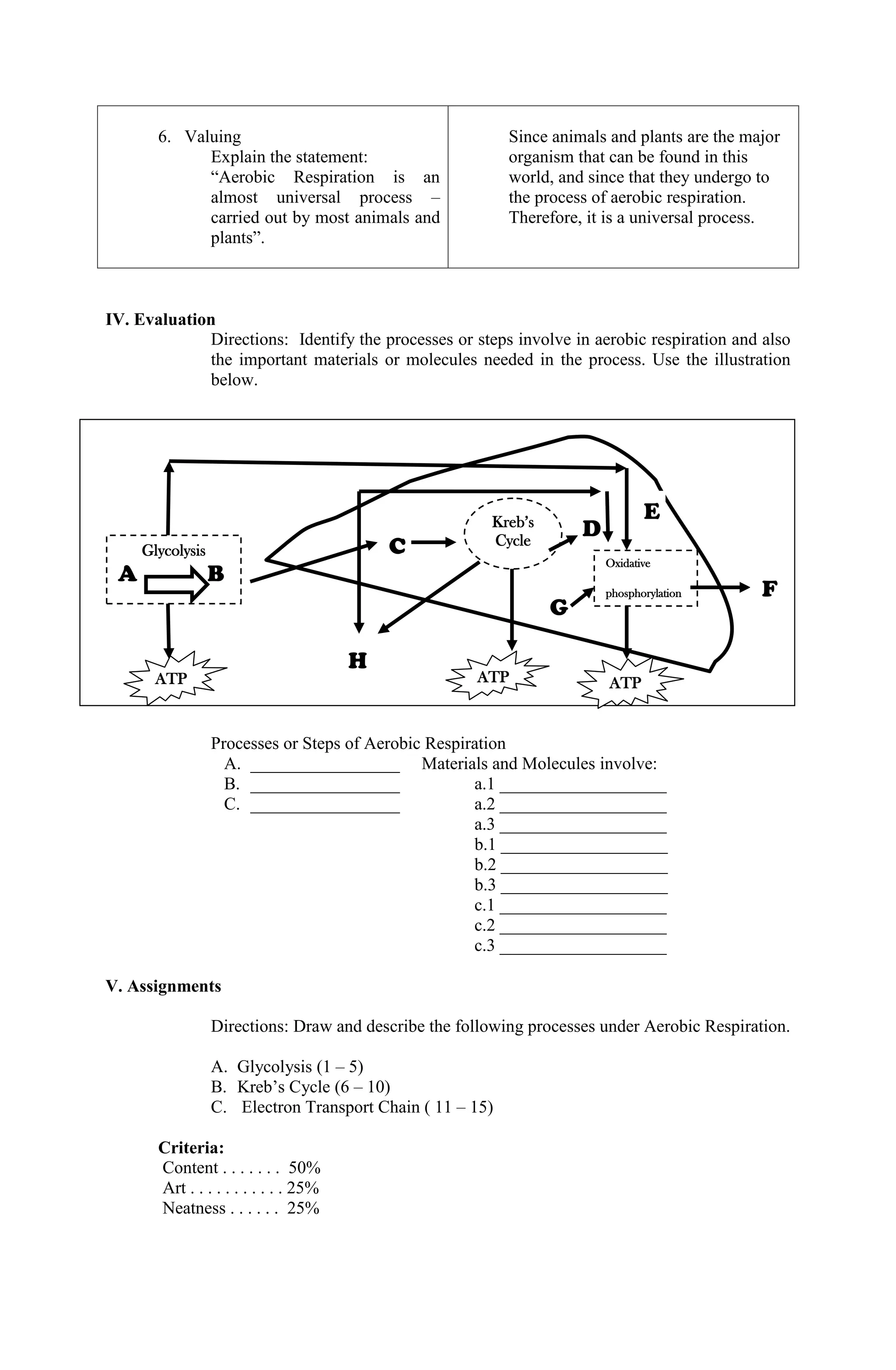 Aerobic respiration ok | DOCX