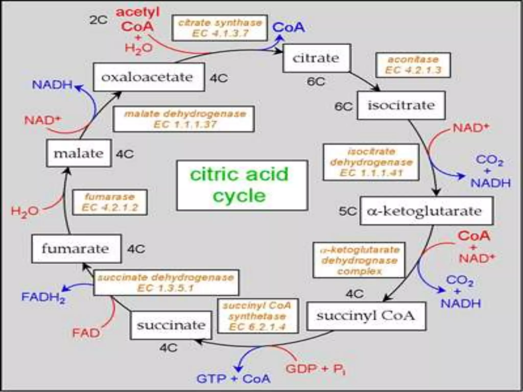 Aerobic respiration plus Cofactor and Co- Enzyme.pptx