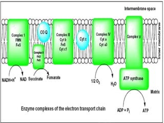 Aerobic respiration plus Cofactor and Co- Enzyme.pptx | Chemistry | Science