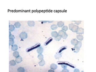 Aerobic spore forming bacilli Bacillus Species | PPT