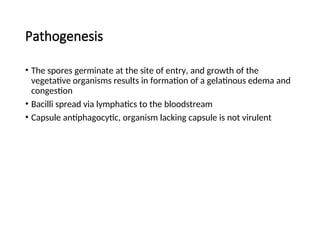 Aerobic spore forming bacilli Bacillus Species | PPT