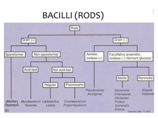 Aerobic spore forming bacilli Bacillus Species | PPT