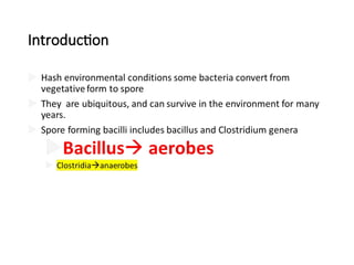 Aerobic spore forming bacilli Bacillus Species | PPT