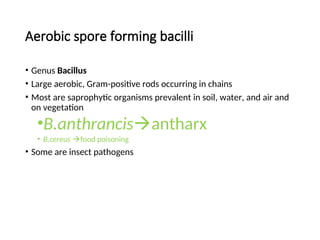 Aerobic spore forming bacilli Bacillus Species | PPT