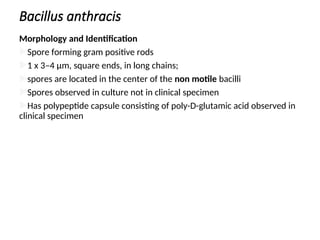 Aerobic spore forming bacilli Bacillus Species | PPT