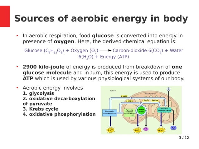 Aerobic training and aerobic energy source | PPT
