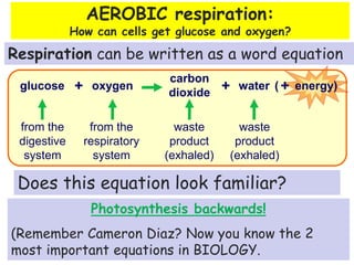 Aerobic yr8 .pptx