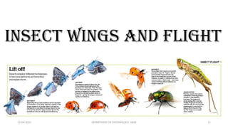 "Biomimicry in aerodynamics: the insights from insects wing design" | PPTX