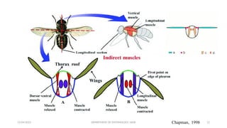 "Biomimicry in aerodynamics: the insights from insects wing design" | PPTX