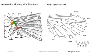 "Biomimicry in aerodynamics: the insights from insects wing design" | PPTX