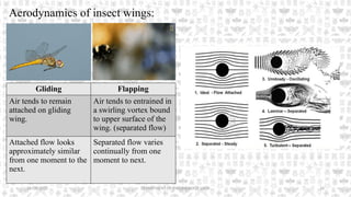 "Biomimicry in aerodynamics: the insights from insects wing design" | PPTX