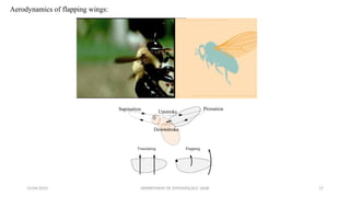 "Biomimicry in aerodynamics: the insights from insects wing design" | PPTX