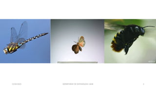 "Biomimicry in aerodynamics: the insights from insects wing design" | PPTX