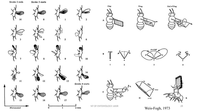 "Biomimicry in aerodynamics: the insights from insects wing design" | PPT