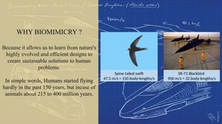 "Biomimicry in aerodynamics: the insights from insects wing design" | PPTX