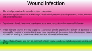 Aeromonas | PPTX | Digestive Disorders | Diseases and Conditions