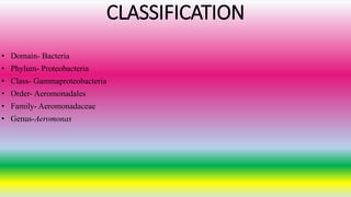 Aeromonas | PPTX | Digestive Disorders | Diseases and Conditions