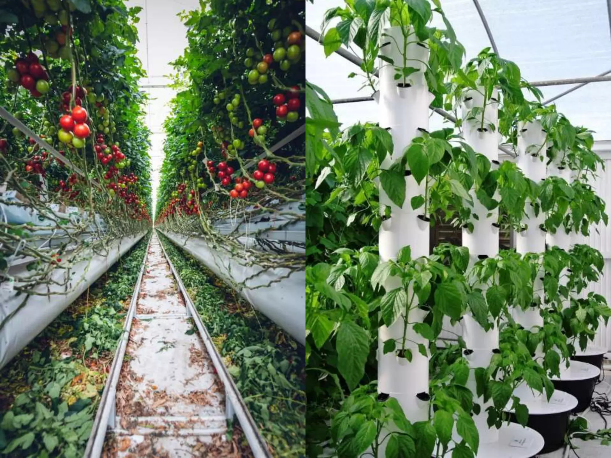 Aeroponics.pptx