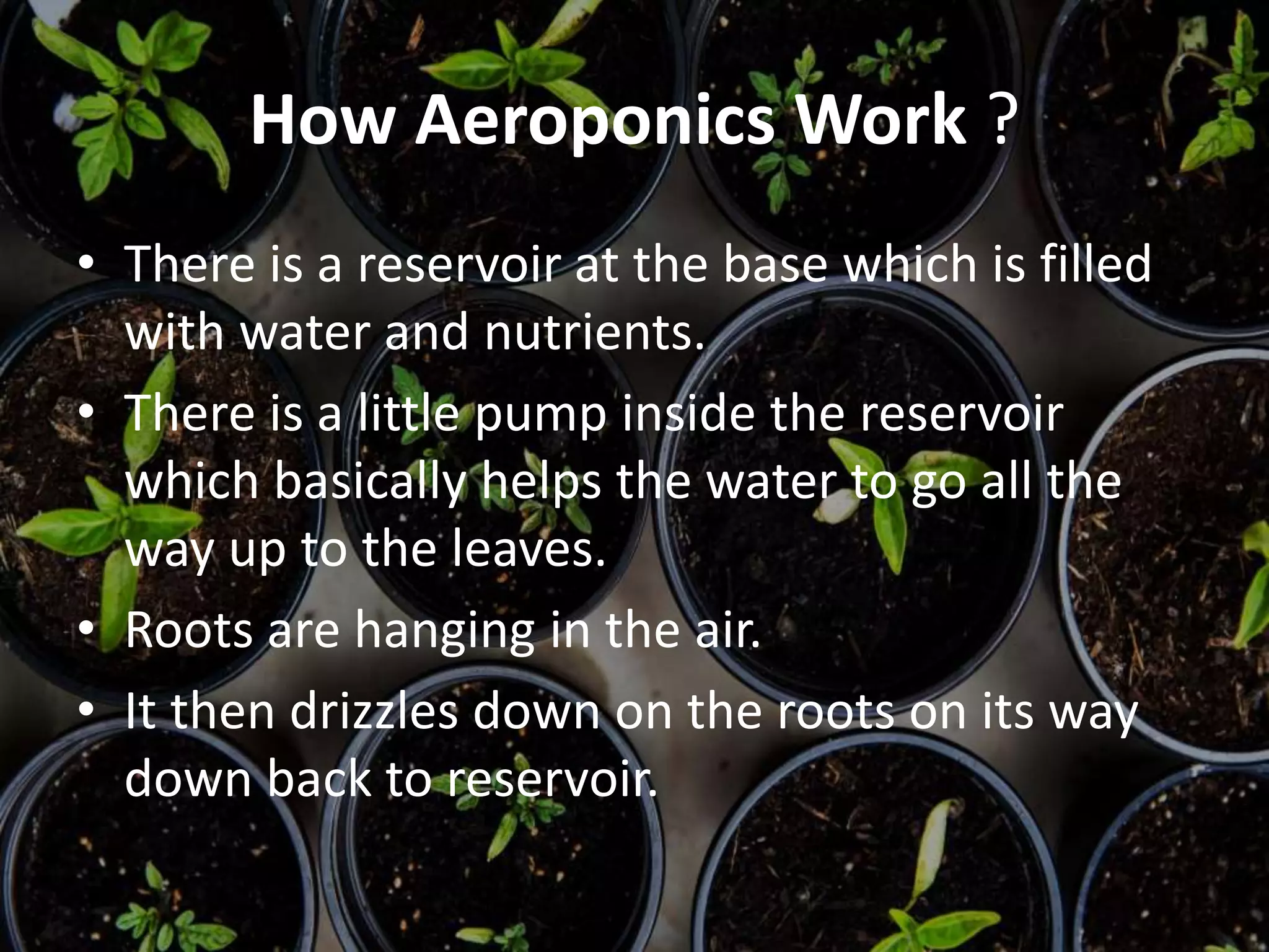 Aeroponics.pptx