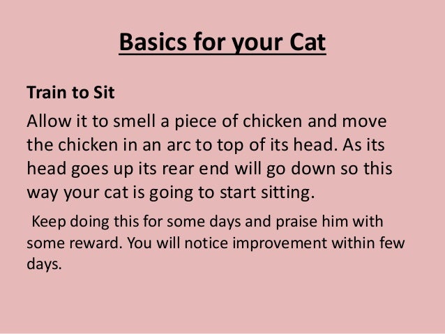 How To Train Your Cat.. A Complete & Easy Guide for Training your Cat