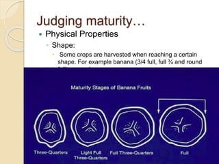 AES E01 MAturity Indices.pptx