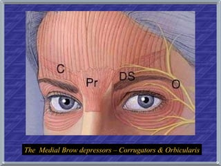 Aesthetic Anatomy Of The Forhead And Brow | PPT