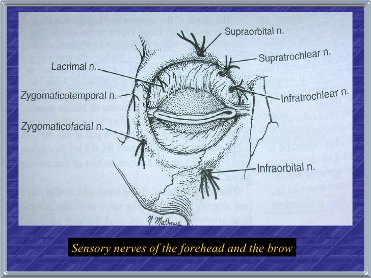 Aesthetic Anatomy Of The Forhead And Brow