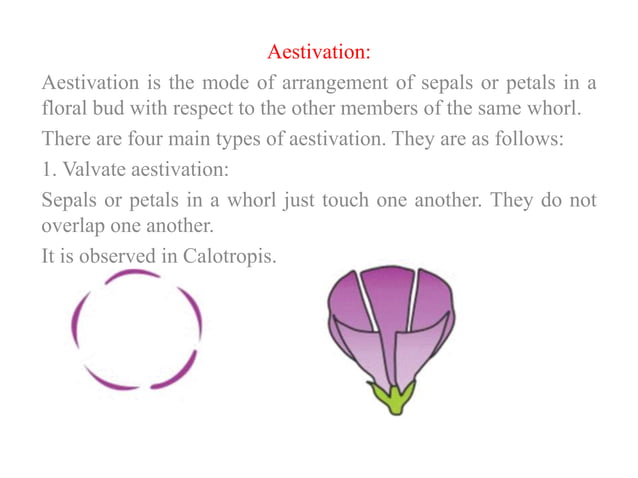 aestivation.pptx explanation of aestivation | PPTX | Gardening | Home ...