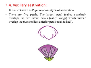 aestivation.pptx explanation of aestivation | PPTX