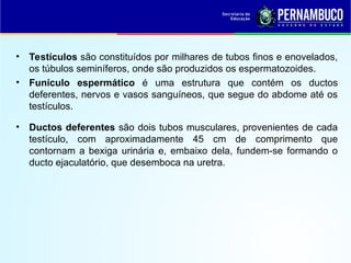 A estrutura aparelho reprodutor masculino.ppt