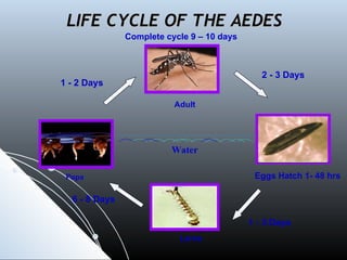 Aetiology,pathophysiology and diagnosis of dengue infection | PPT