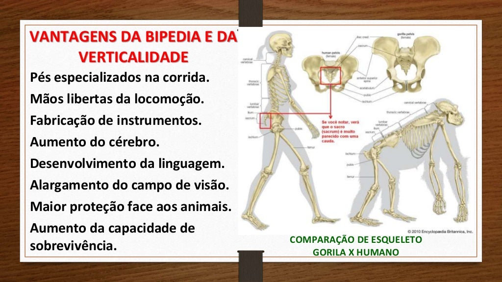 A Evolução Do Ser Humano História 6º Ano